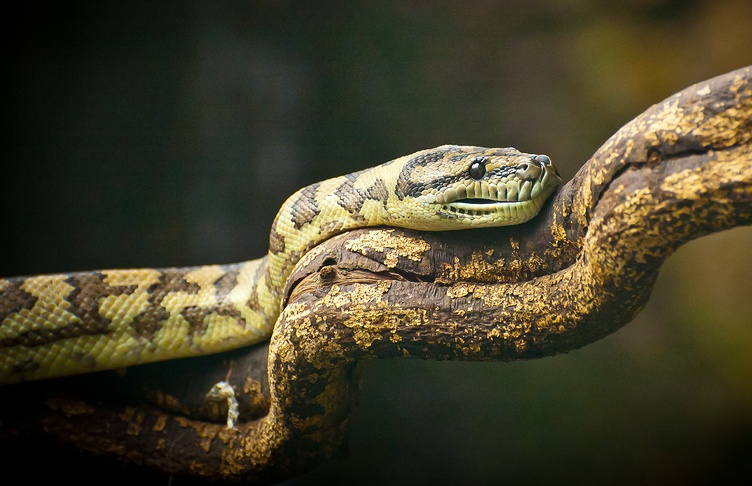 Know Your Remedies: Lachesis muta (Lach.) - Homeopathy Plus