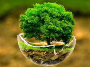 Agrohomeopathy For Your Plants | Homeopathy Plus