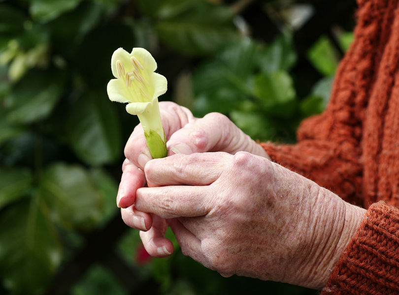 Bach Flowers For Arthritis - Home Alqu