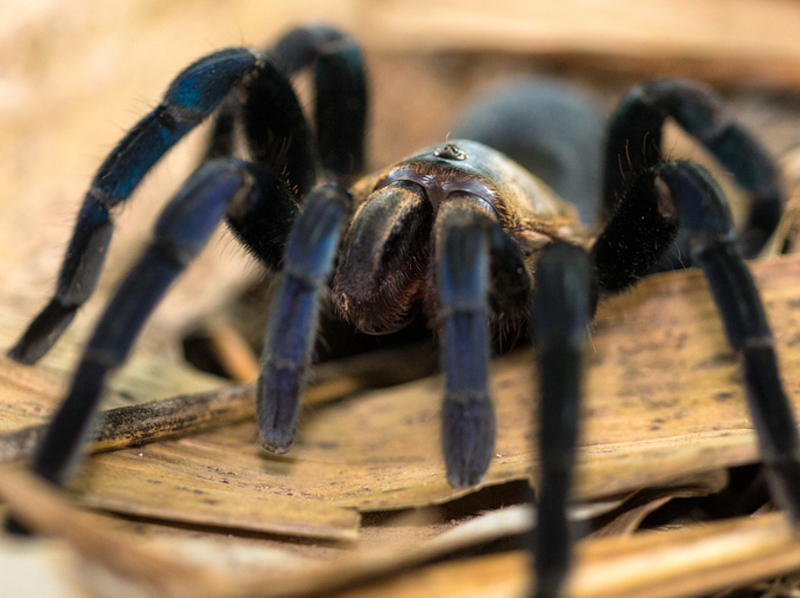 Case Study: HPV And ASCUS | Homeopathy Plus