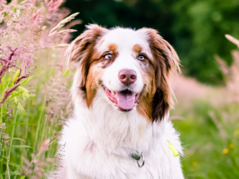 Homeopathy For Those Last Moments | Homeopathy Plus
