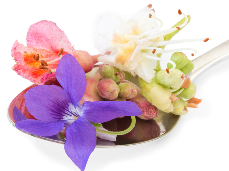 Bach Flowers Explained - Homeopathy Plus