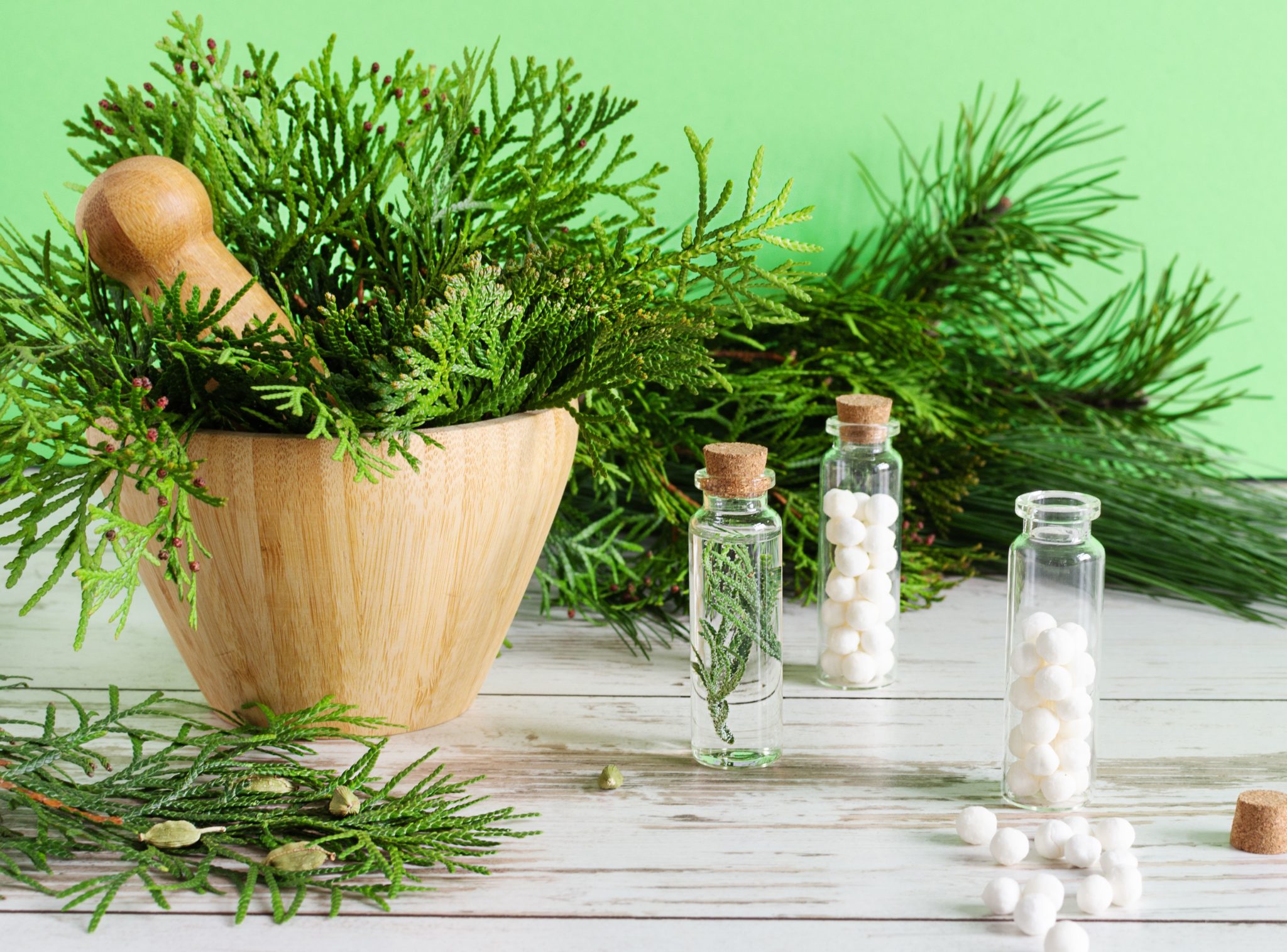 Boericke On Thuja Occidentalis (Thuj.) | Homeopathy Plus